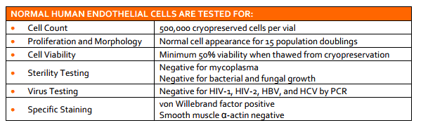 Human Endothelial – Somata